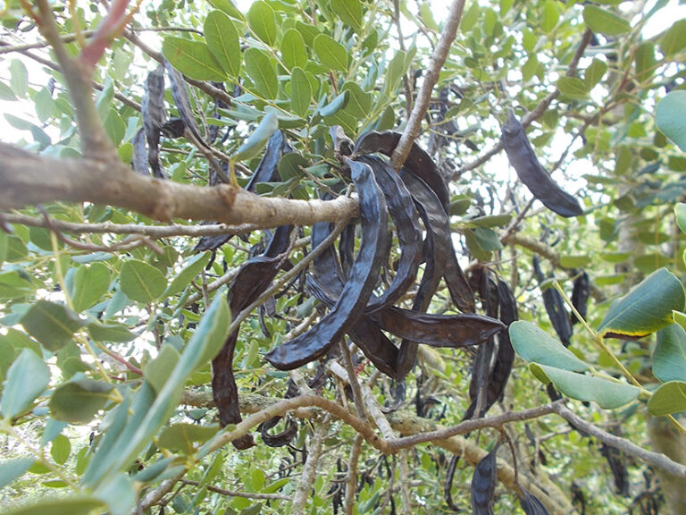 Tiempo de algarroba, oro negro para la isla - Ibiza Travel