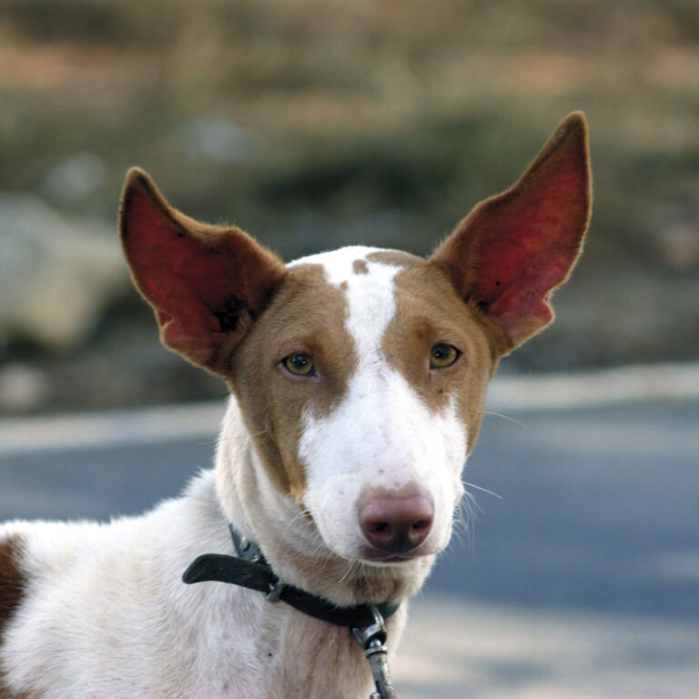 Cuatro playas en Ibiza disponibles para ir con el perro los 365 días ...